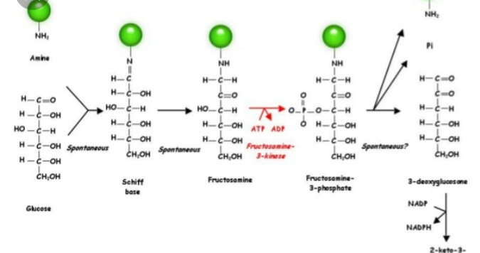 Importance du dosage de la Fructosamine