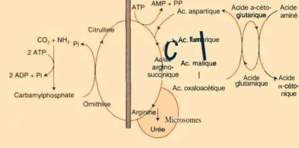 Cycle de l'urée et Méthodes d'exploration de l'urée sanguine et urinaire